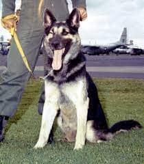 Six Famous Military Dogs You Should Know – USAMM